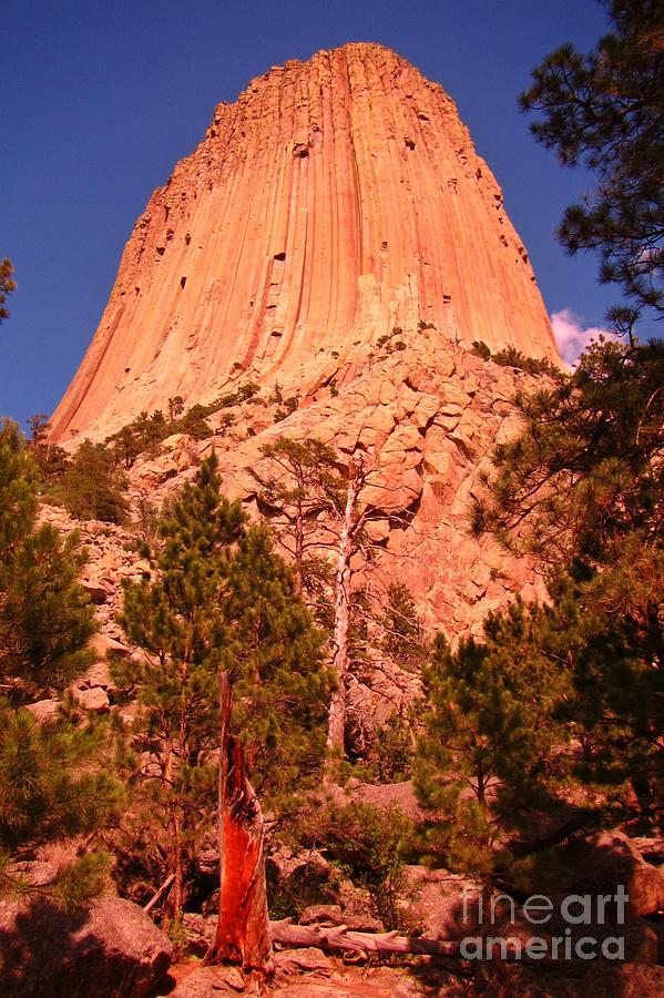 Tree at Devils Tower Photograph by John Malone - Fine Art America