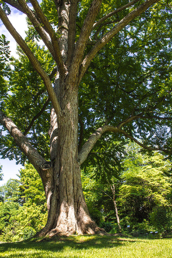 Tree at MSU Photograph by John McGraw - Fine Art America