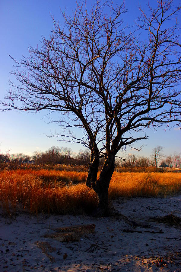 Tree at sunset Photograph by Patrick Jackson - Fine Art America