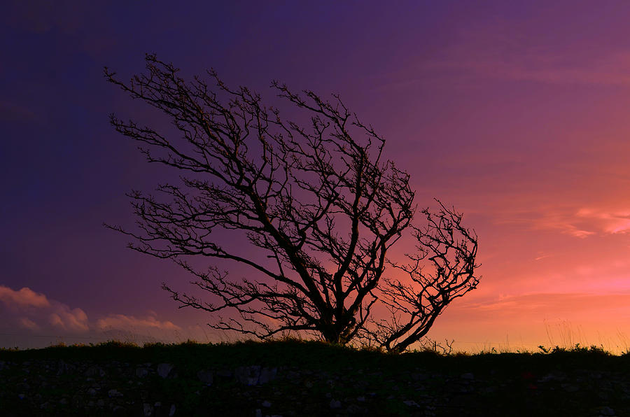 Tree Photograph by Barbara Walsh - Fine Art America