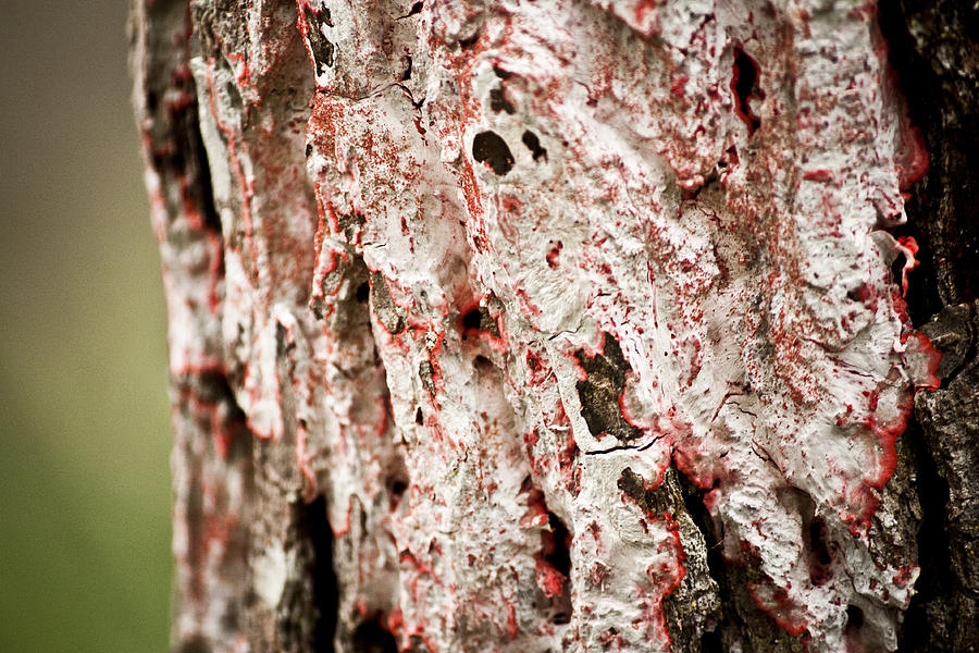 Tree Bark Macro Photograph by Andrew Bailey | Fine Art America