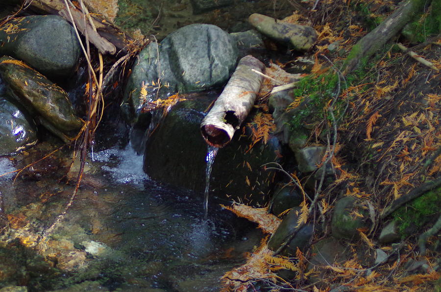 Tree Bark Waterfall Photograph by Mike Wheeler - Fine Art America