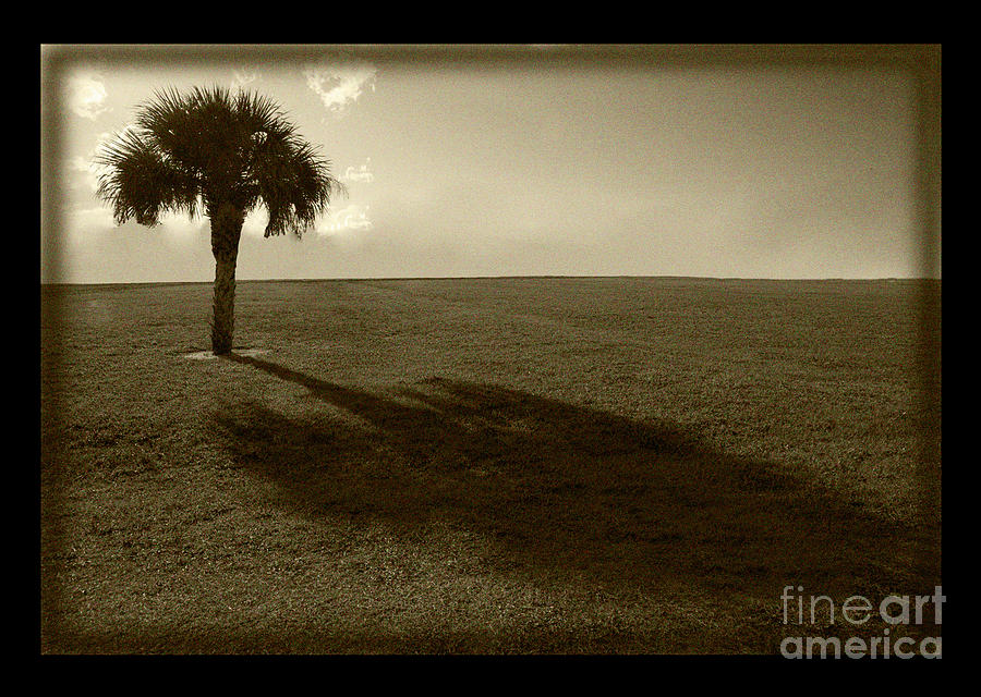 Tree Photograph by Bruce Bain - Fine Art America
