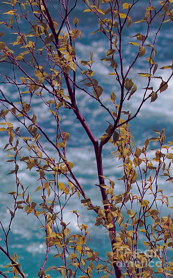 Tree by Babbling Brook Photograph by Terry Weaver - Fine Art America