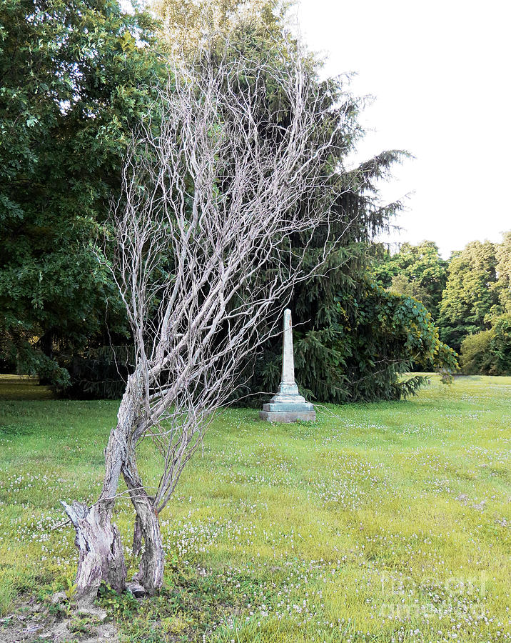 Tree Cemetery Photograph by Alan Crabtree - Pixels