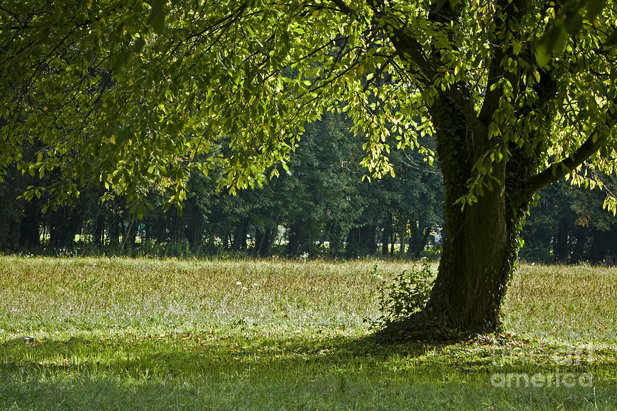 Tree Photograph by Dan Radi - Fine Art America