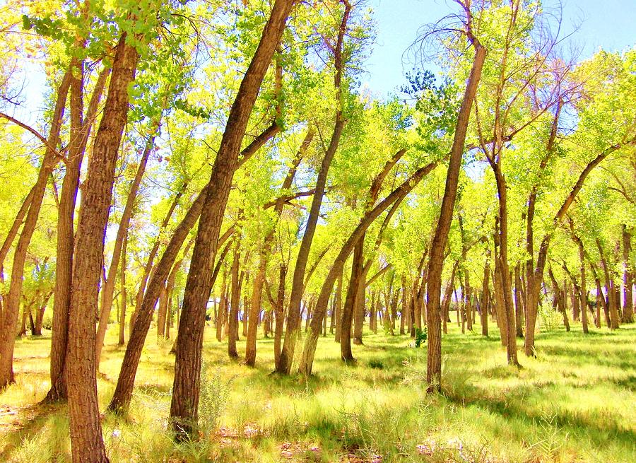 Tree Dancing Photograph by Marilyn Diaz - Fine Art America