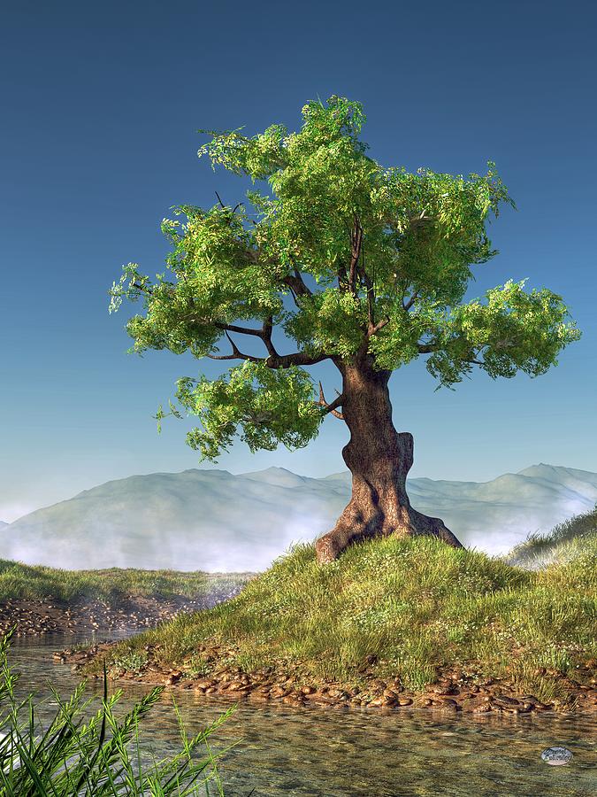 Tree by Daniel Eskridge