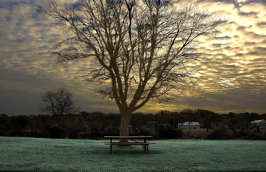 Tree Photograph by David DeCenzo - Fine Art America