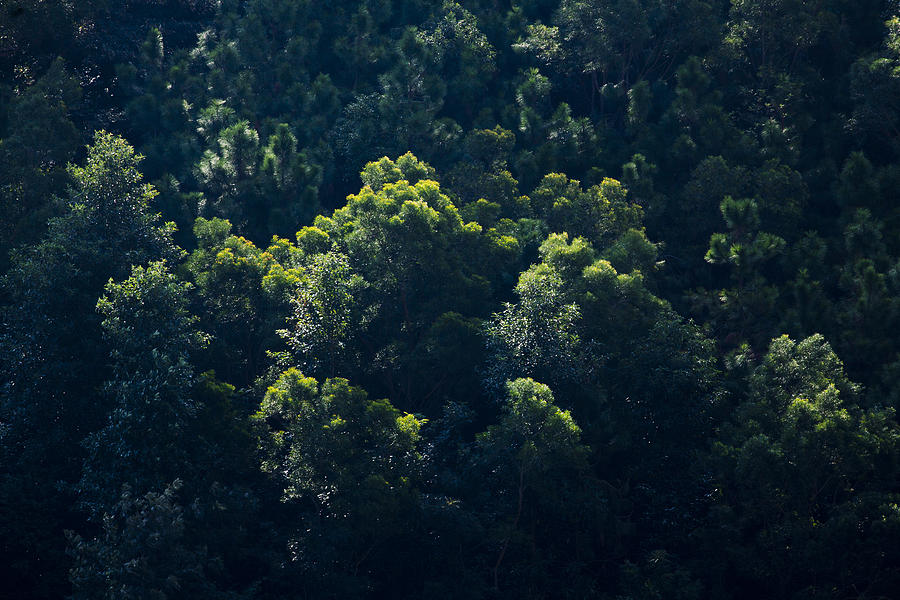 Tree Photograph by Derek Chan - Fine Art America