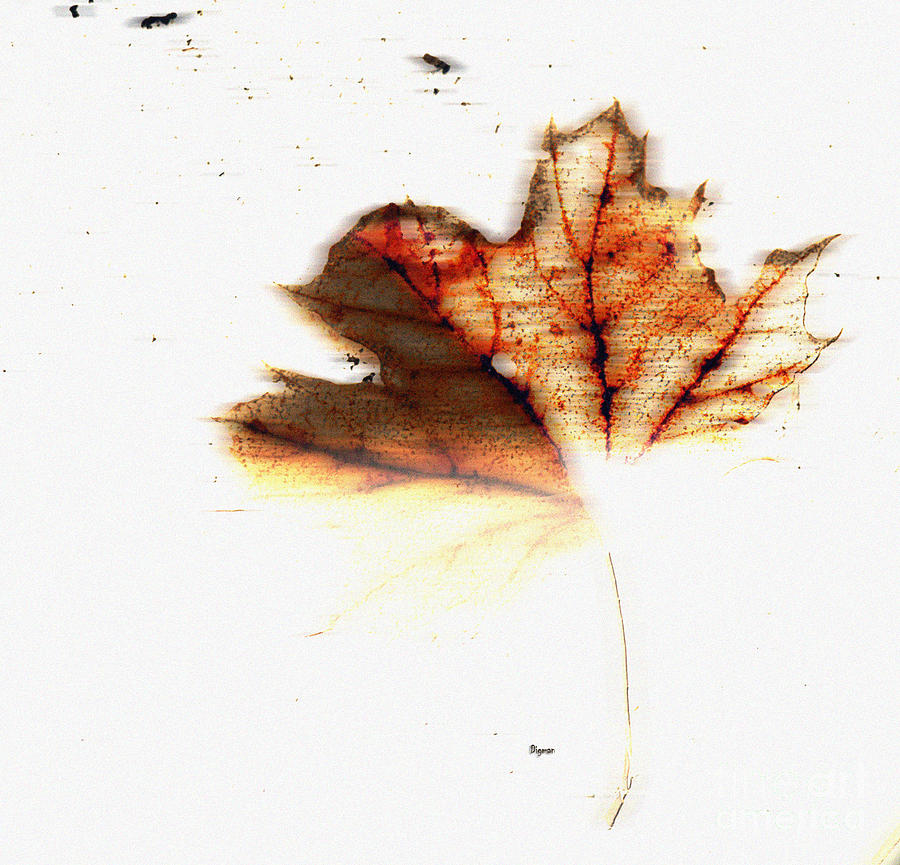 Tree Dust Photograph by Steven Digman - Fine Art America