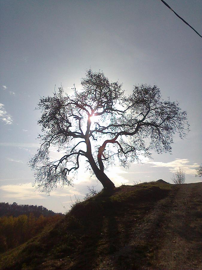 Tree Eclipse Photograph by Trusca Daniel - Fine Art America