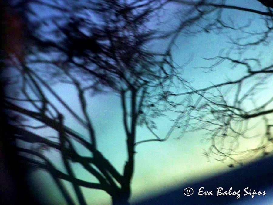 Tree Photograph by Eva Balog-Sipos - Fine Art America