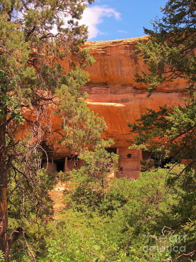Tree Framing Photograph by John Malone - Fine Art America