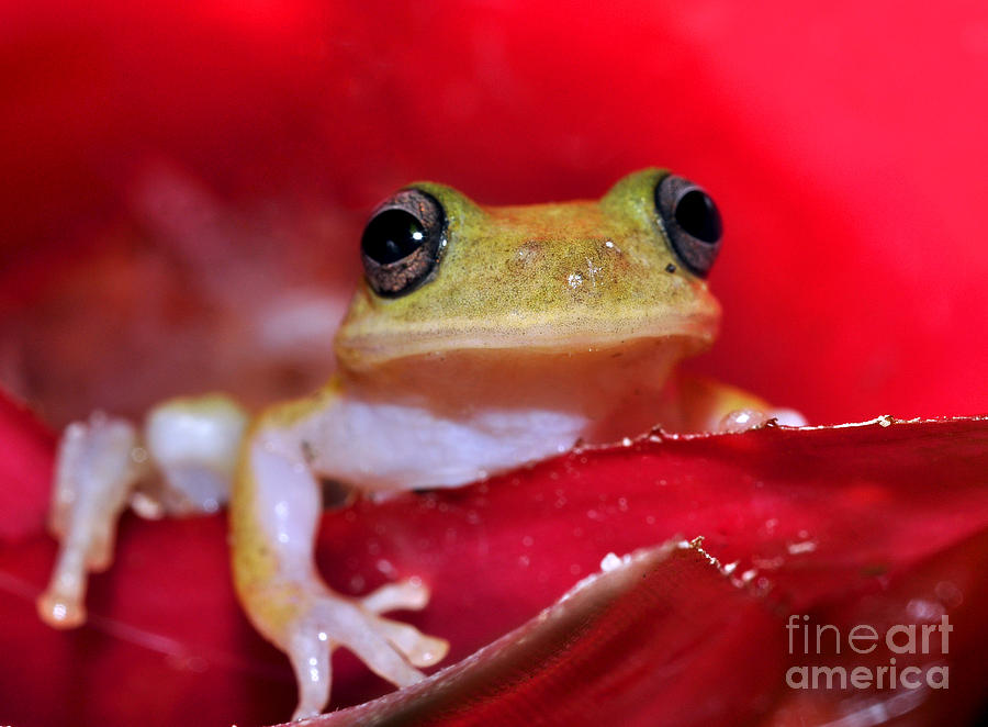 Tree Frog in Bromeliad Photograph by Eric Riesch - Pixels
