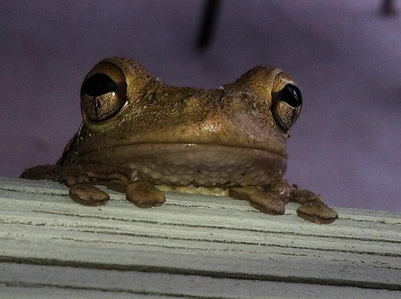 Tree Frog Digital Art by Lisa Rispoli - Fine Art America