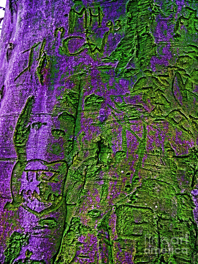 Tree graffiti Photograph by Gillian Singleton - Fine Art America
