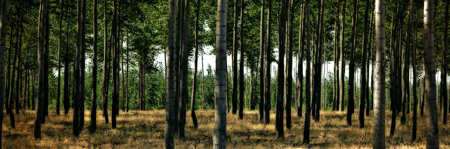 Tree Grove in Sunlight Photograph by Michelle Calkins - Fine Art America