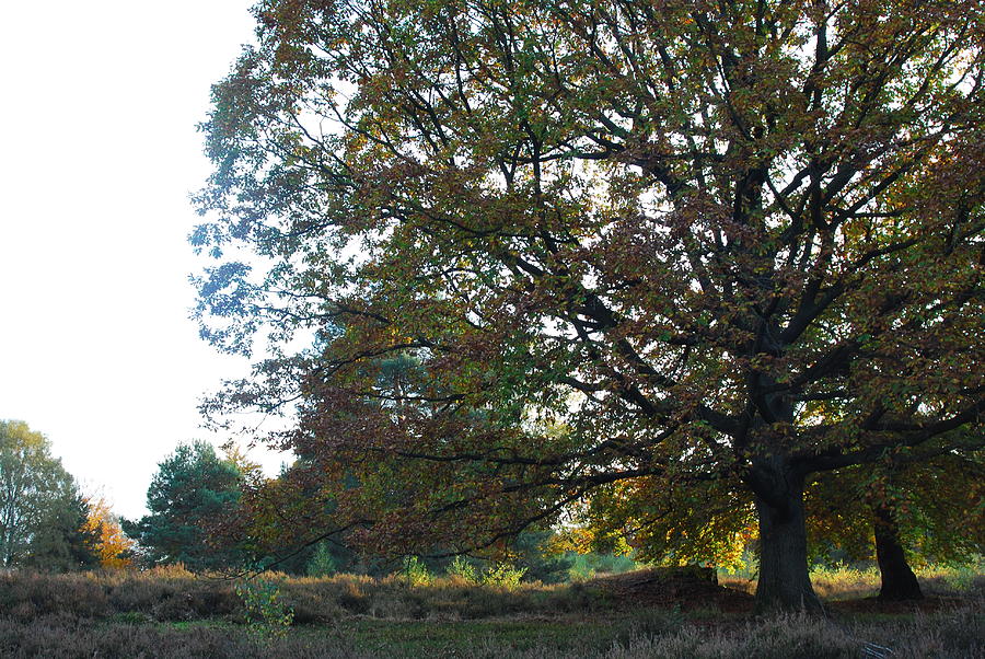 Tree Photograph by Hailey Bates - Fine Art America