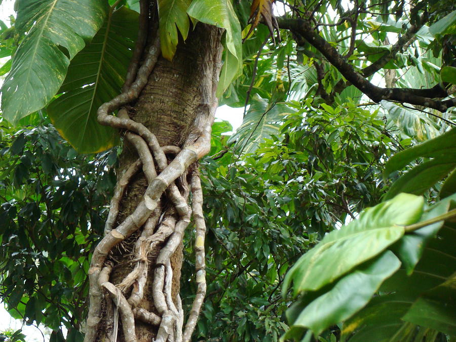 Tree Hugger 1 Photograph by Van Ness - Fine Art America