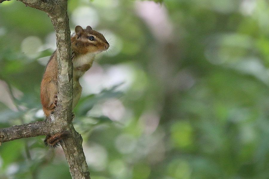 Tree Hugging Chippy Photograph by Paul Golder - Fine Art America