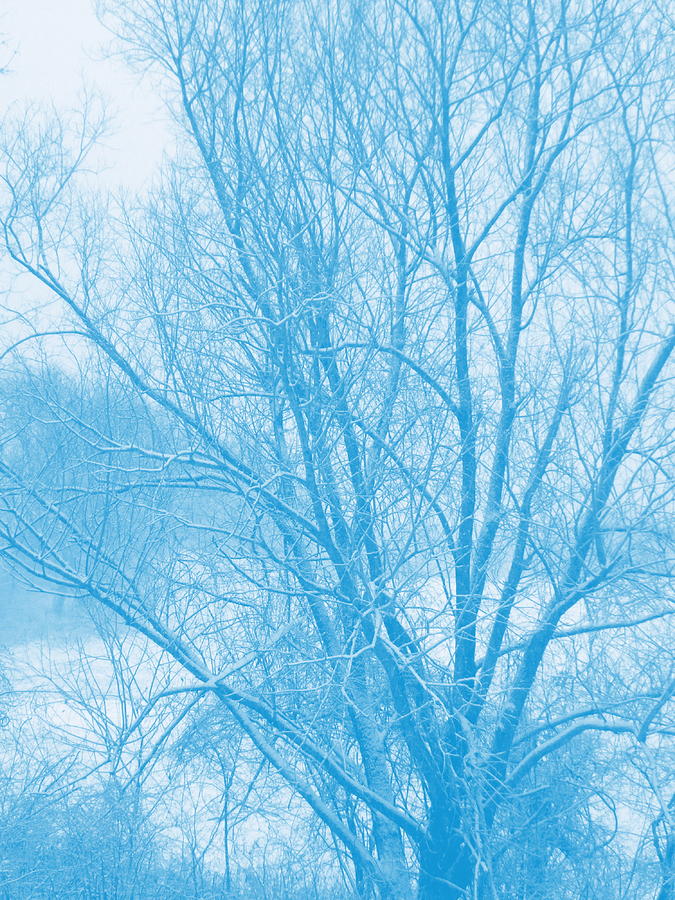 Tree in Blue Photograph by Constance Jackson - Fine Art America