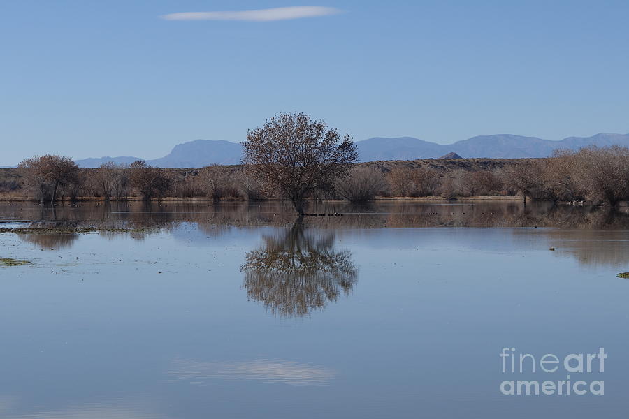 Tree in reflection Photograph by Cindy Daly - Fine Art America