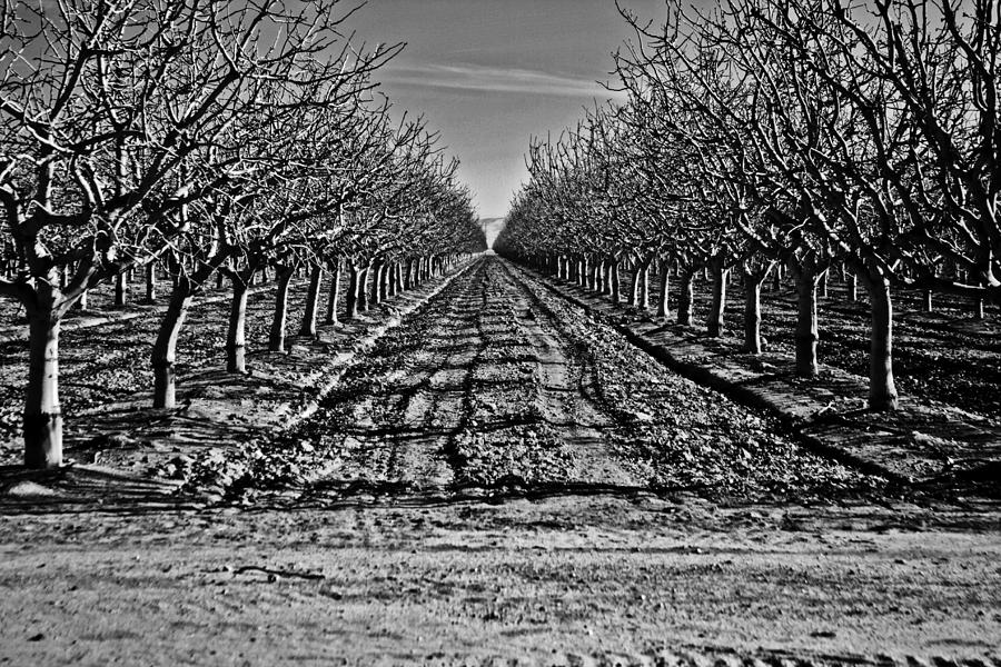 Tree Infinity Photograph by Eric Olofson - Fine Art America