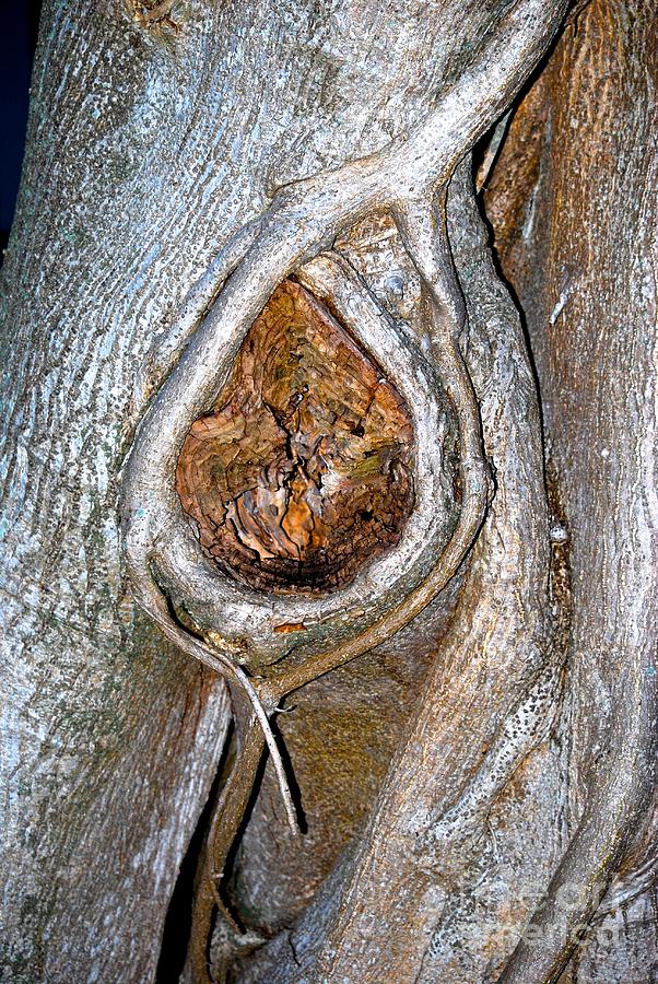 Tree Knothole Photograph by Gary Levy - Fine Art America