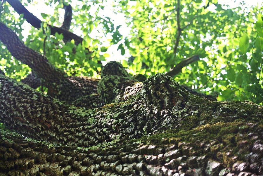 Tree Lady Photograph by Nida Chioco - Fine Art America