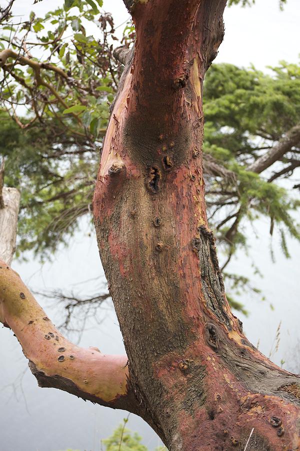 Tree Limb Photograph by Patricia Ronald - Pixels