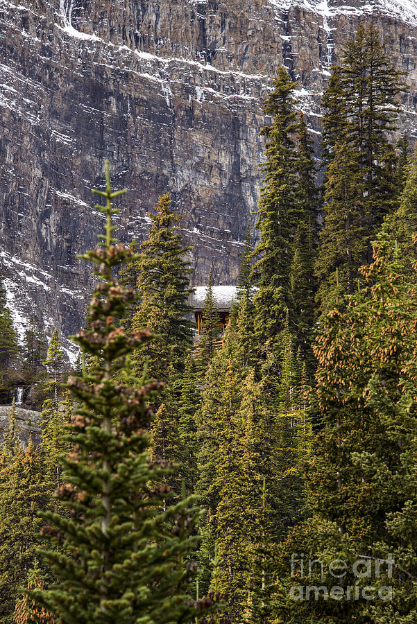 Tree Line Photograph by Bob Phillips - Fine Art America