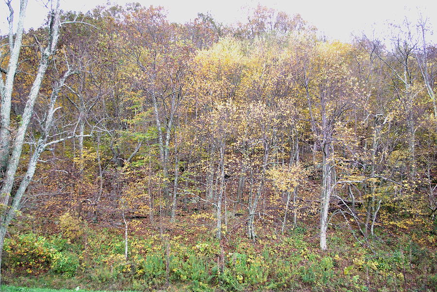 Tree Line Photograph by Robert Wiener - Pixels