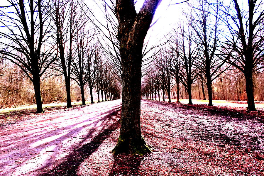 Tree line Photograph by Simon Train - Pixels