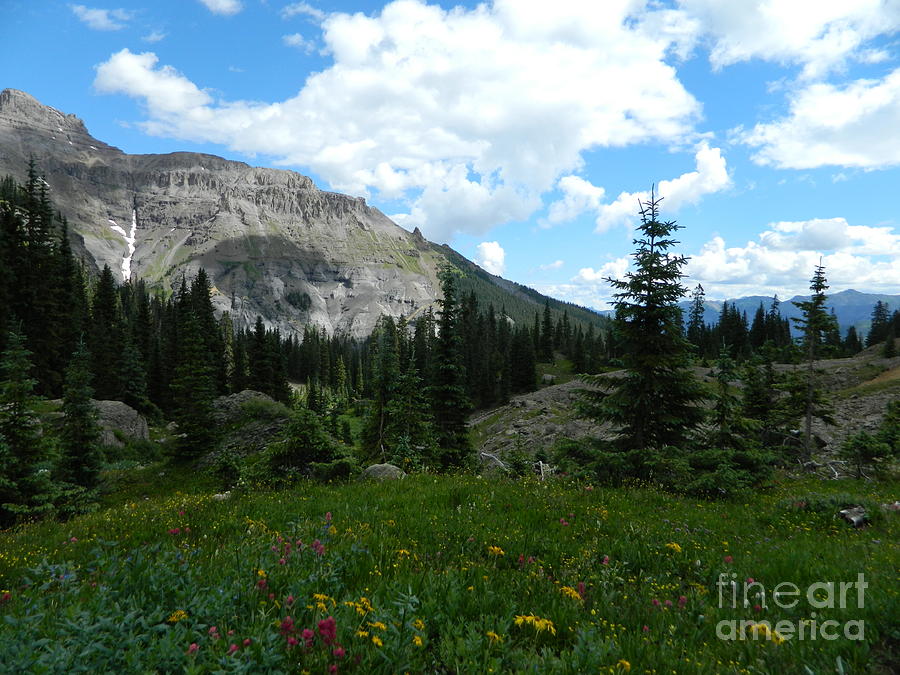 Tree line view Photograph by Sara Mayer - Pixels