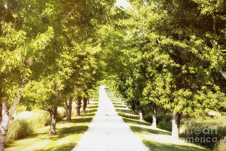 Tree lined Driveway Photograph by Jan Tyler - Fine Art America