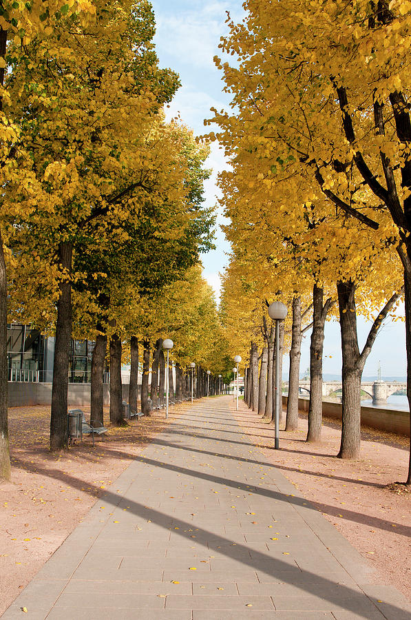 Tree-lined Pathway Along Elbe River Photograph by Michael Defreitas ...