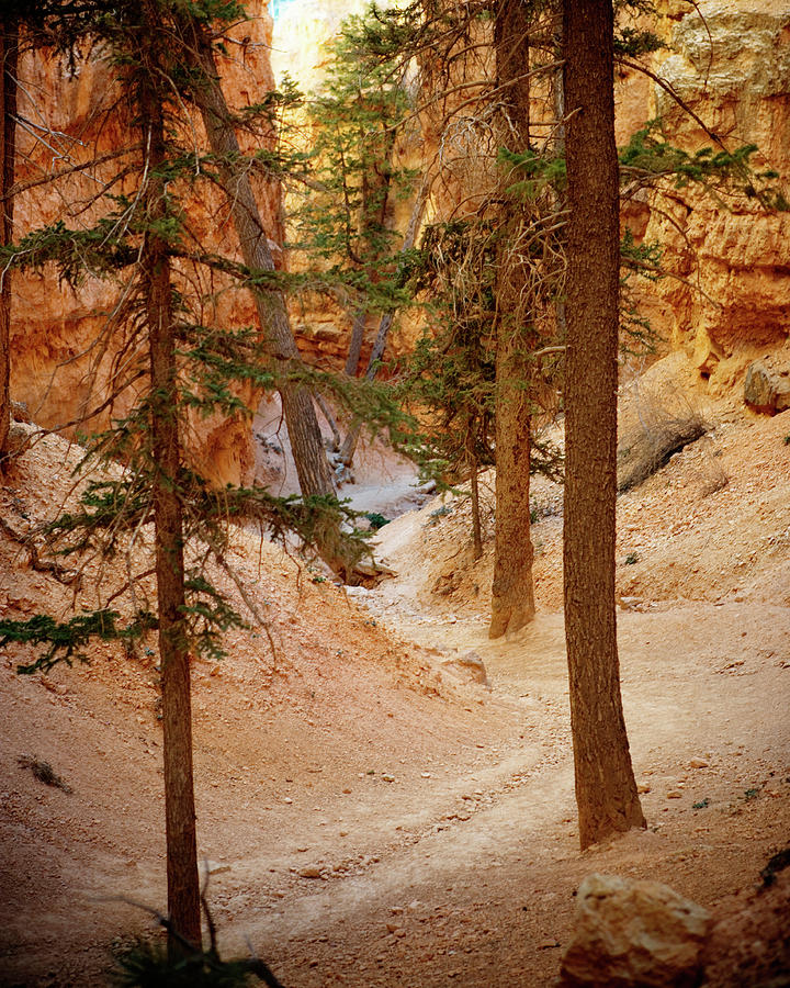 Tree Lined Side Trail Inside Bryce Photograph by Ron Koeberer - Fine ...