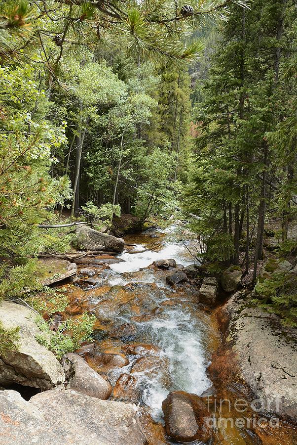 Tree Lined Stream Photograph by Phillip Flusche - Pixels