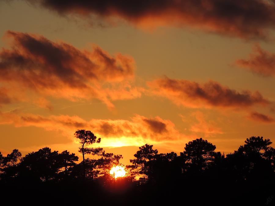 Tree Lined Sunset Photograph by Amanda Stepka - Pixels