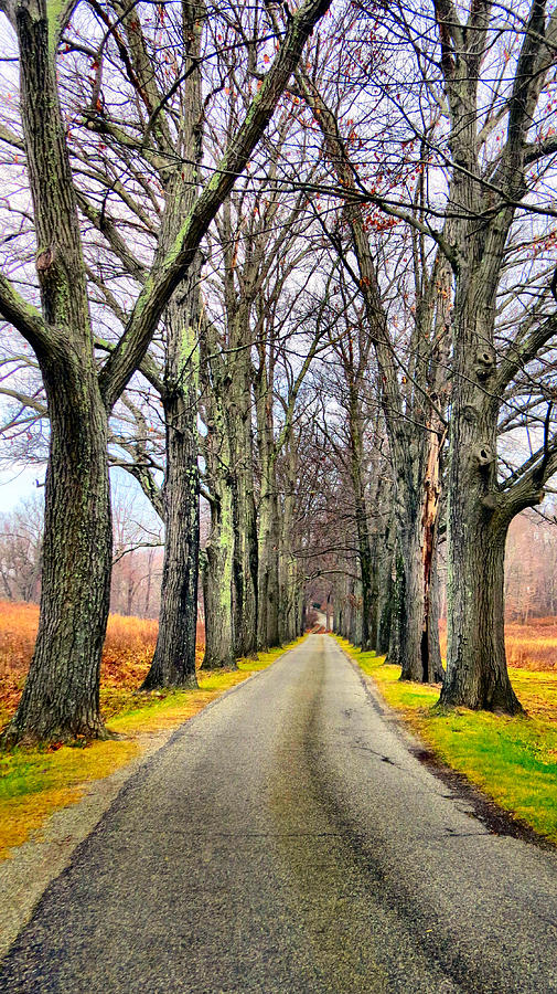 Tree Lines Photograph by Art Dingo | Fine Art America