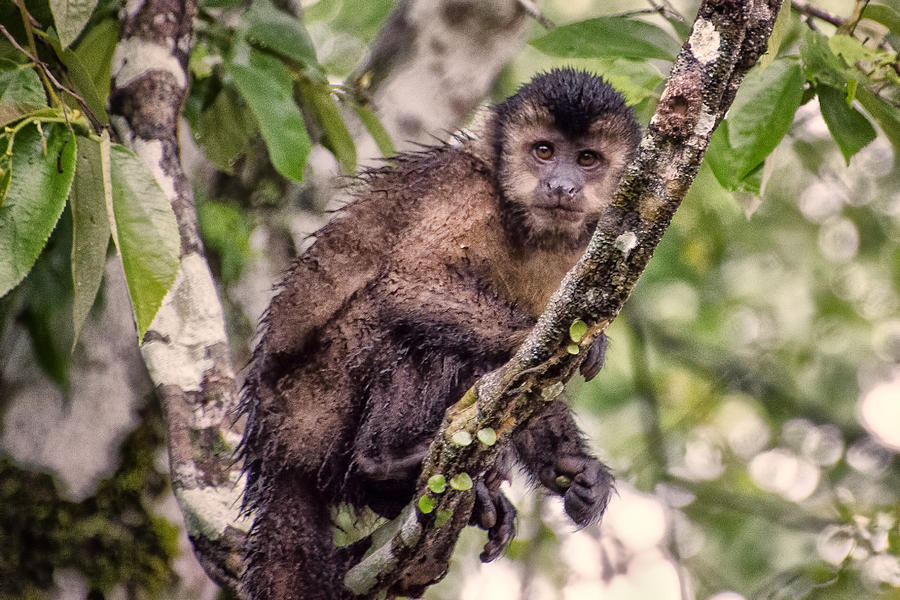 Tree Monkey Photograph by Jon Berghoff - Fine Art America