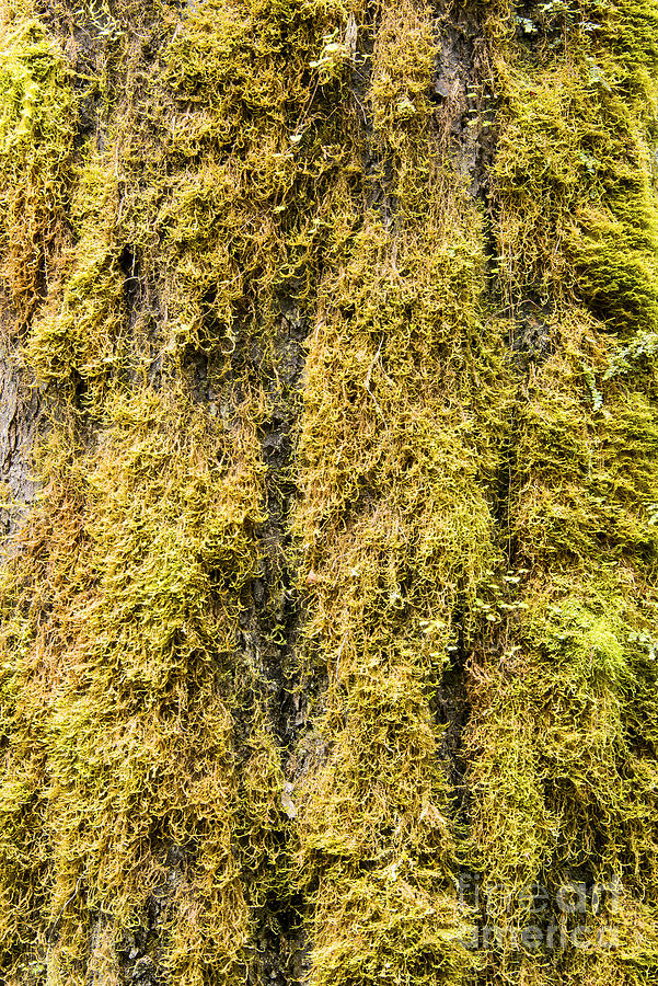 Tree Moss Photograph by Bob Phillips - Fine Art America