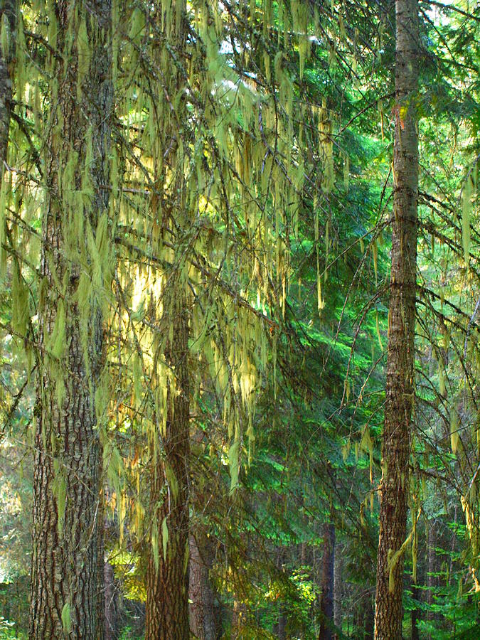 Tree Moss Photograph by Jim Moore - Fine Art America