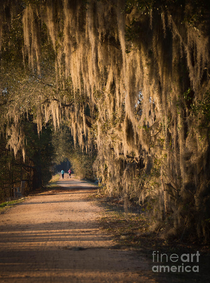Tree Moss Path Photograph by Allen Simmons