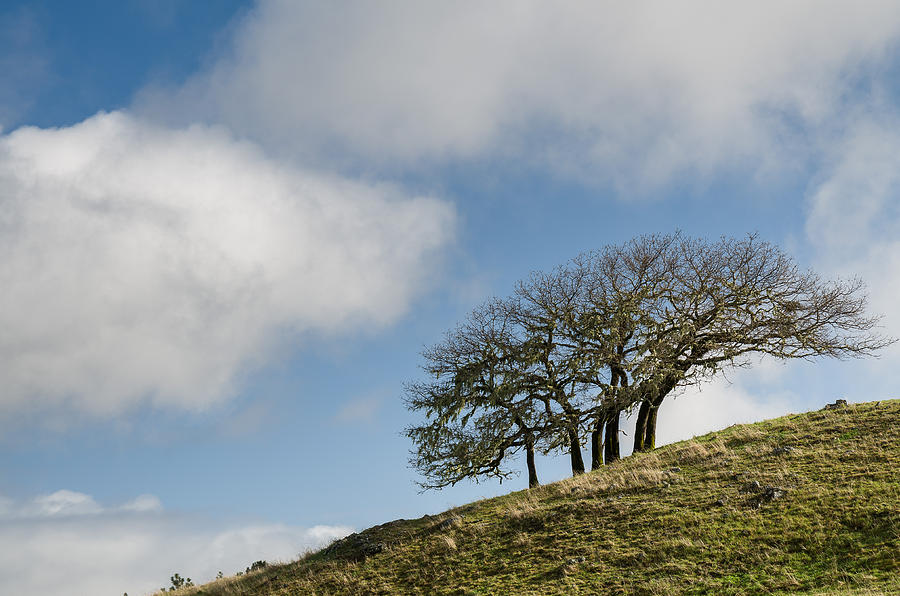 Tree on Hillside Photograph by Greg Nyquist - Fine Art America