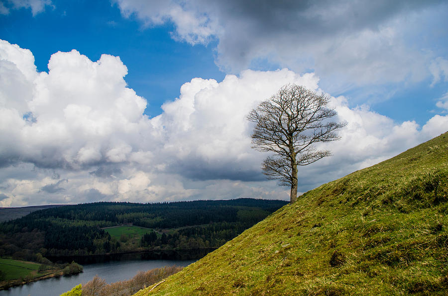 Tree over Water Photograph by Robert Sidebottom - Fine Art America