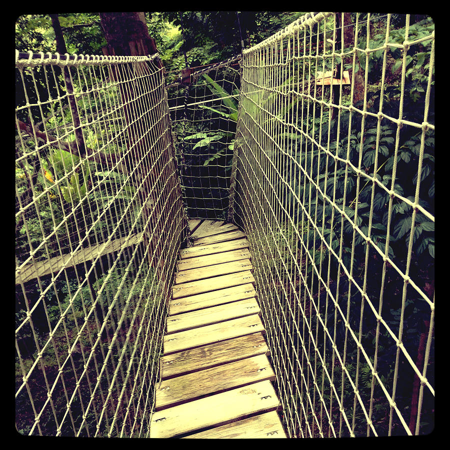 Tree Path Photograph by Candace Fowler - Pixels