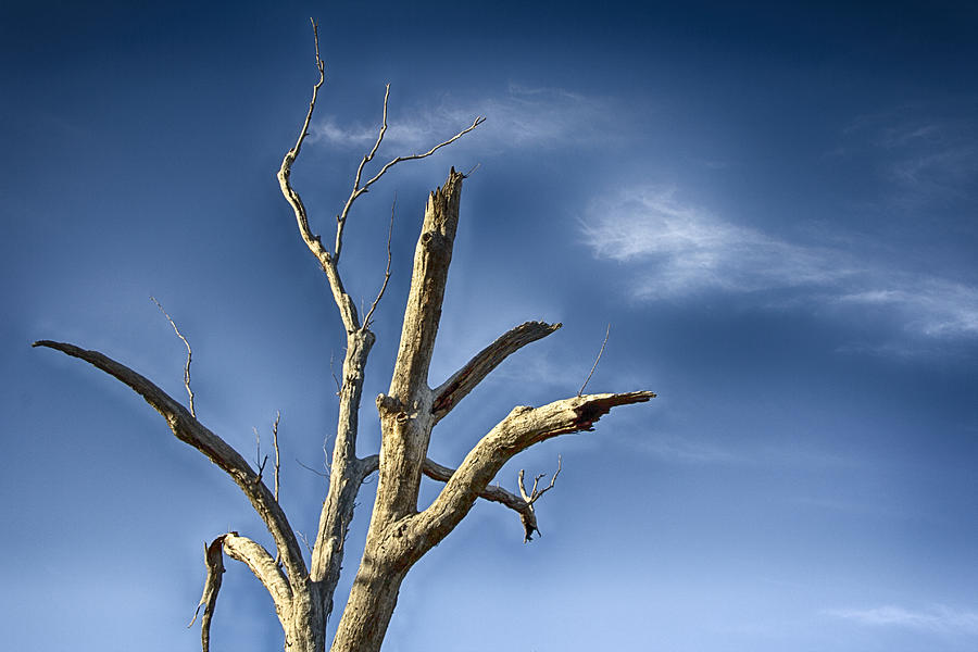 Tree Pointer Photograph by Douglas Barnard | Fine Art America