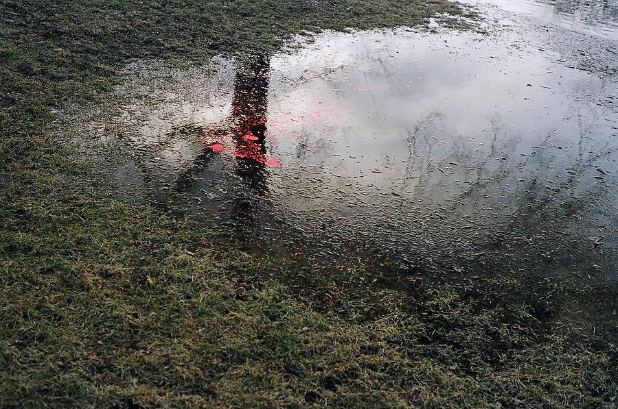 Tree Puddle Photograph by David Flitman - Fine Art America